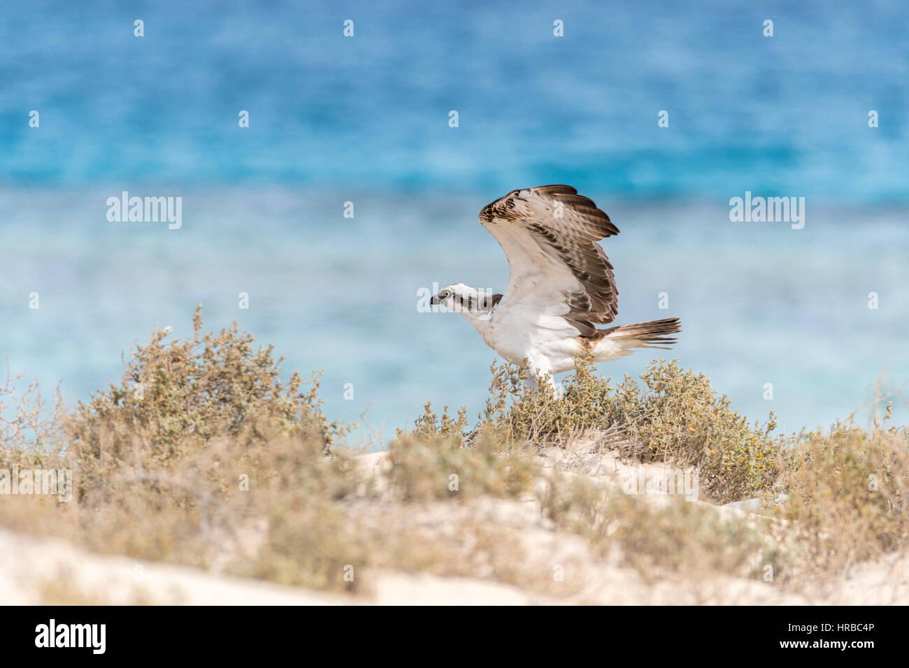 Osprey in breeding season Stock Photo - Alamy
