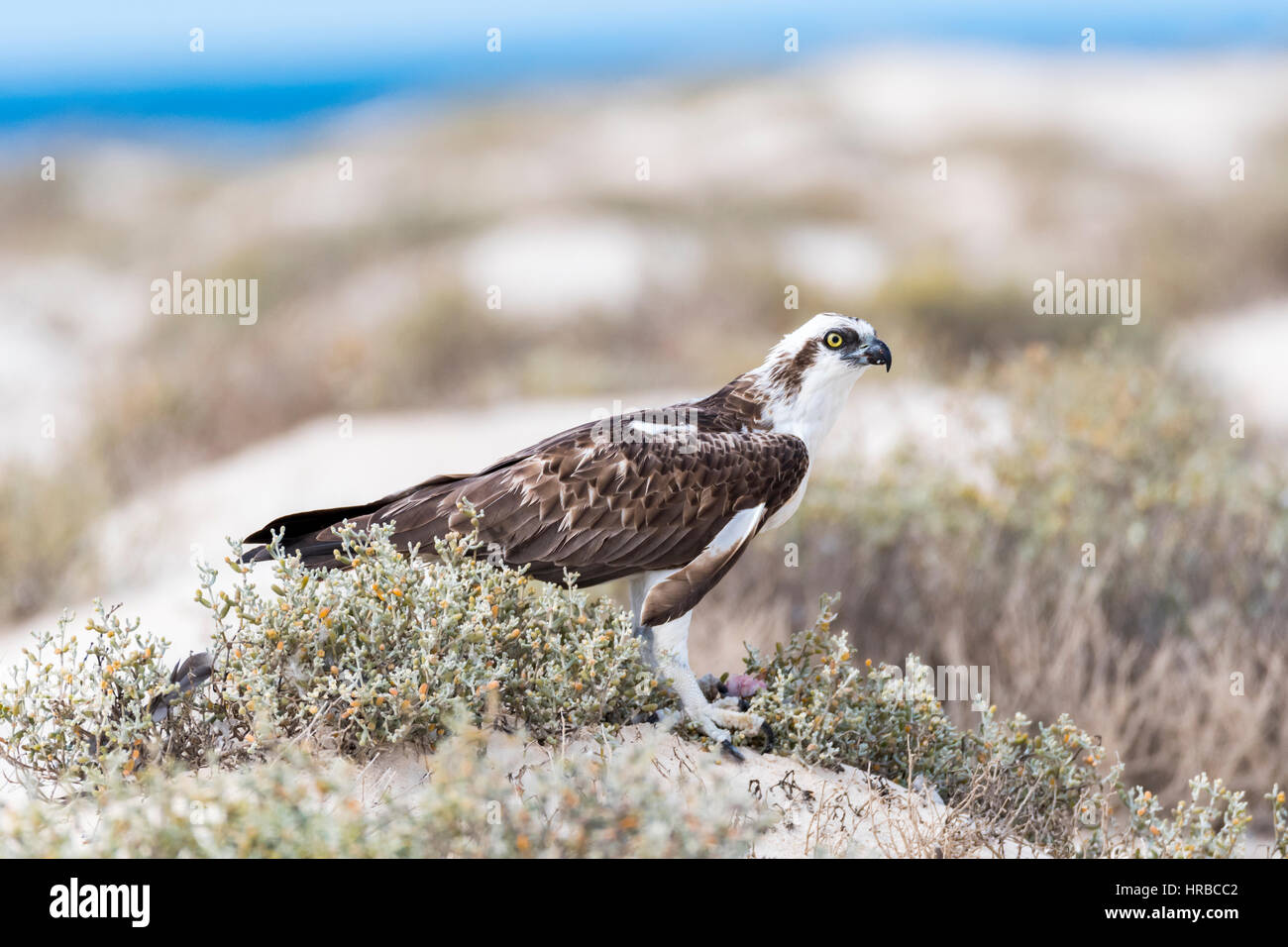 Osprey in breeding season Stock Photo - Alamy