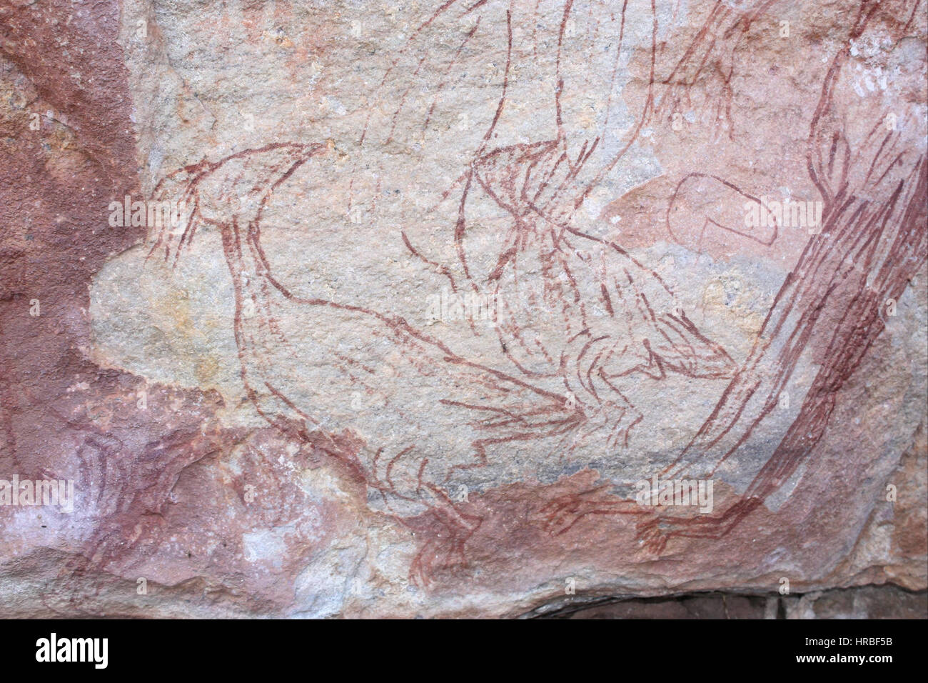 Scrubfowl hi-res stock photography and images - Alamy