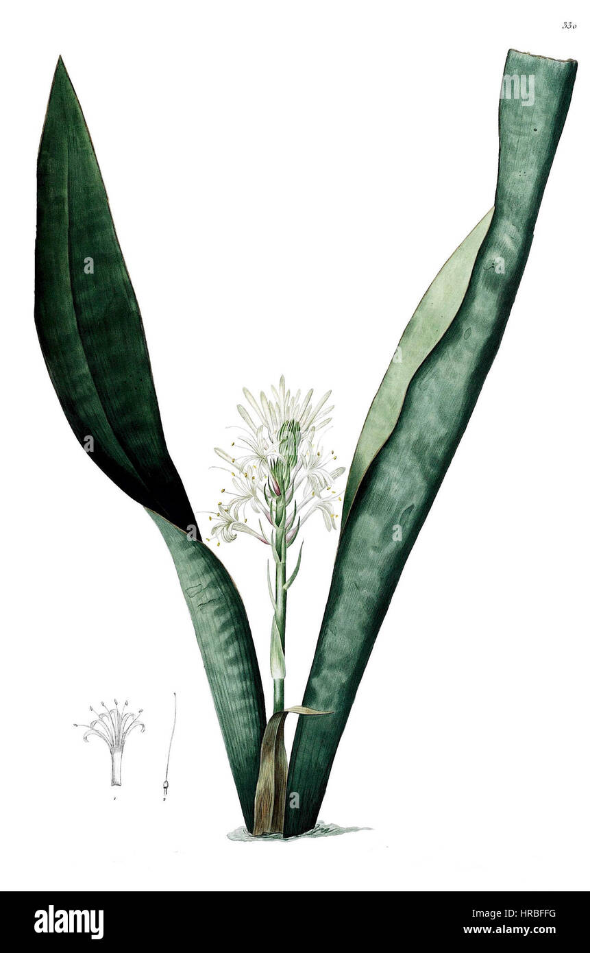 Sansevieria hyacinthoides hi-res stock photography and images - Alamy