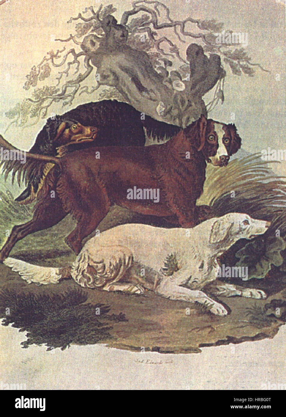 Setter (Sydenham Edwards Stock Photo - Alamy