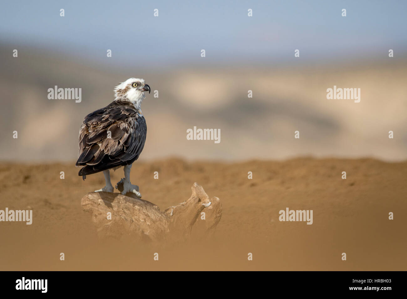 Osprey in breeding season Stock Photo - Alamy