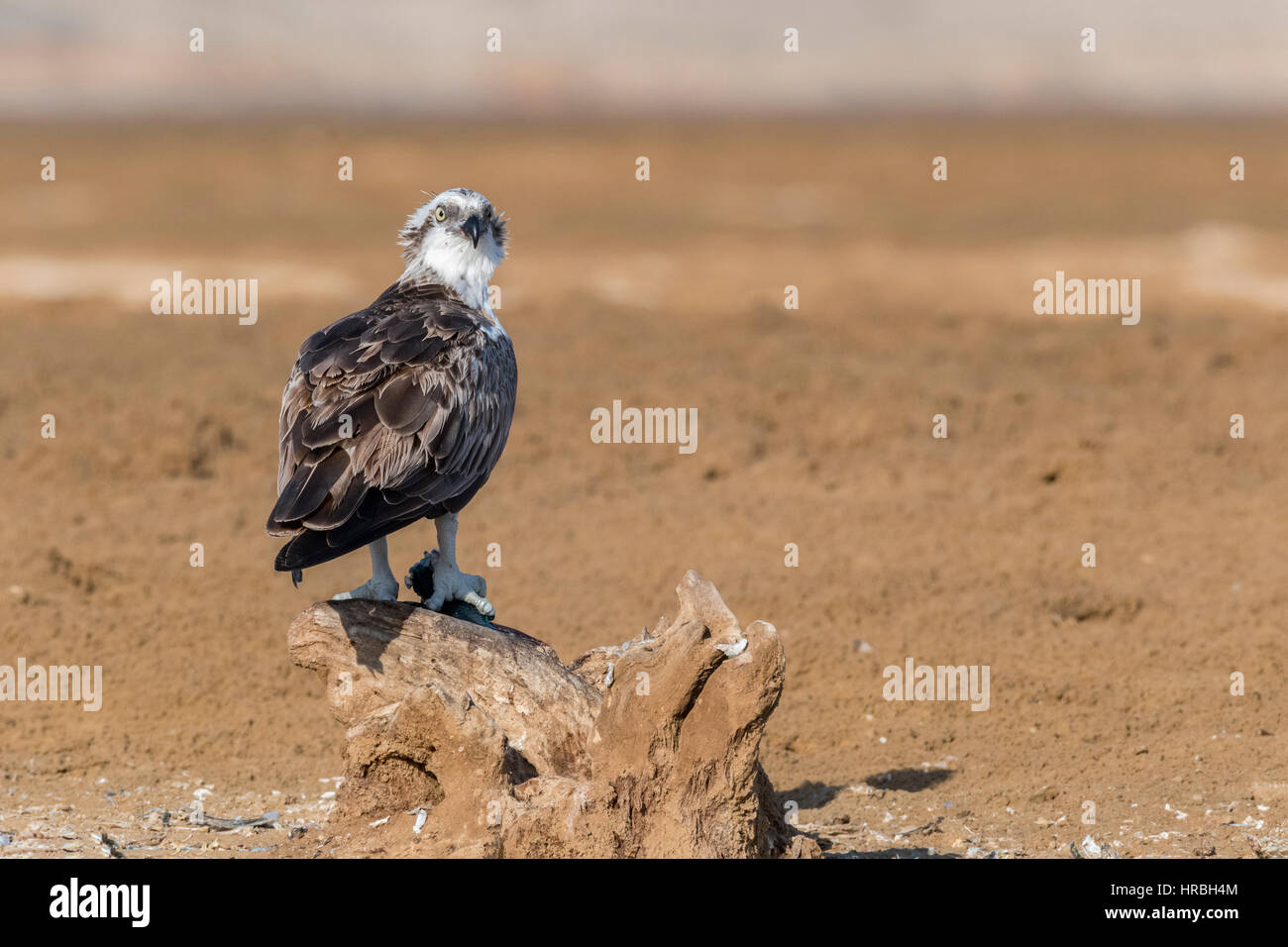 Osprey in breeding season Stock Photo - Alamy