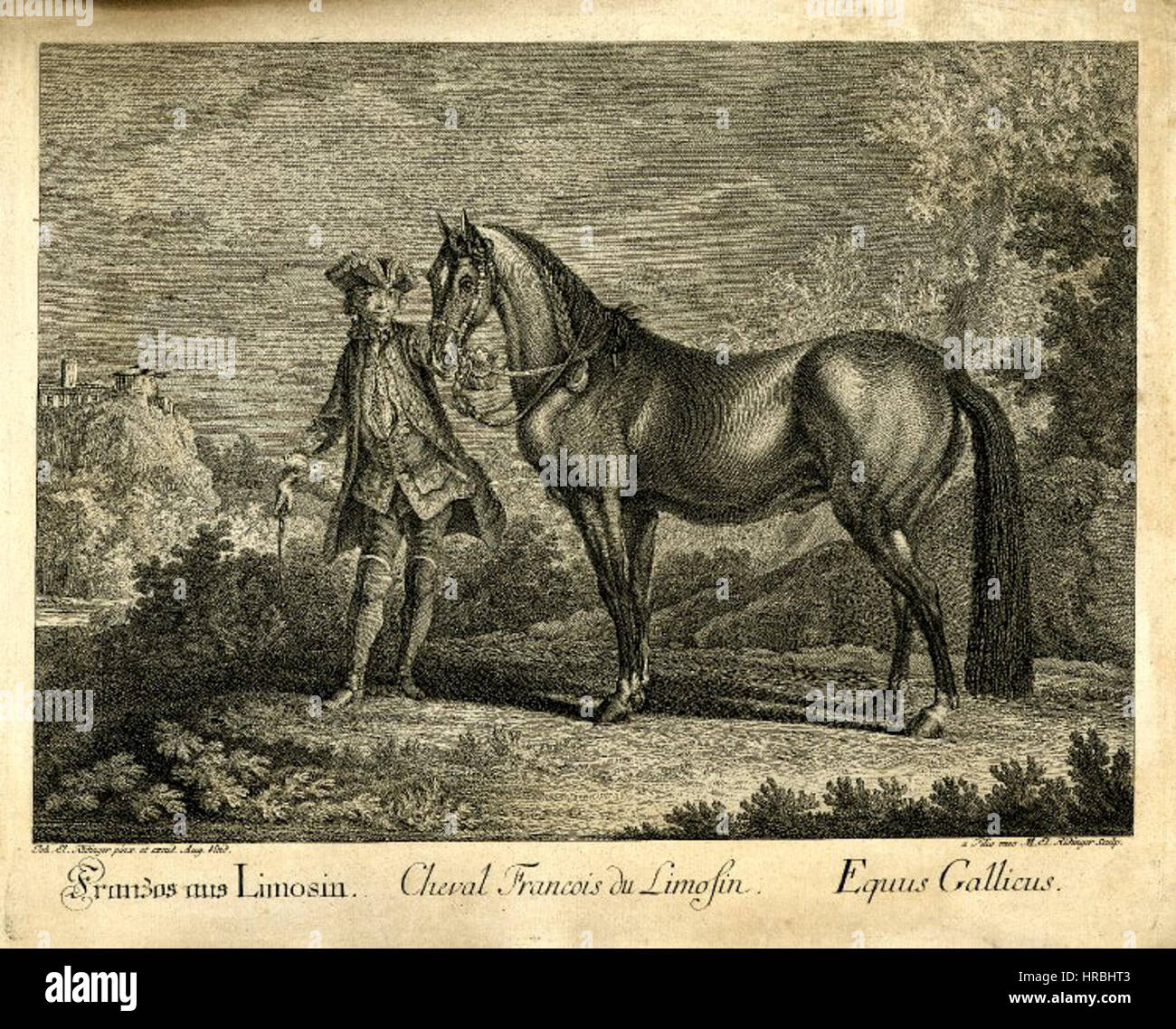 Limosin hi-res stock photography and images - Alamy