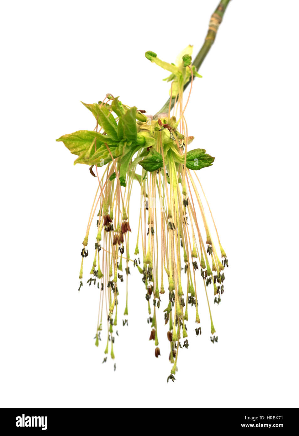Ash tree twigs isolated hi-res stock photography and images - Alamy