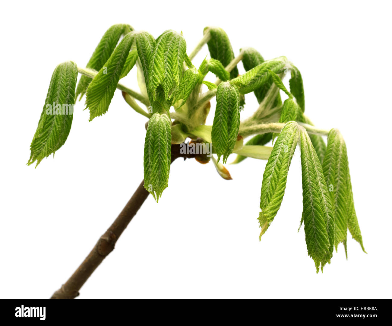 Spring twigs of horse chestnut tree (Aesculus hippocastanum) with young ...