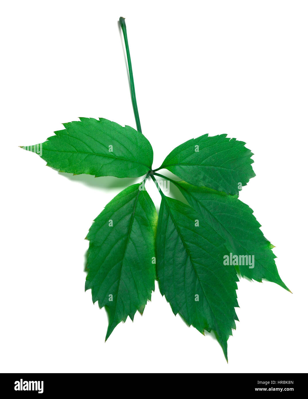 Green virginia creeper hi-res stock photography and images - Alamy