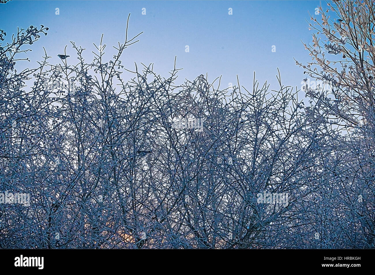 Birds sitting on a tree in winter Stock Photo - Alamy