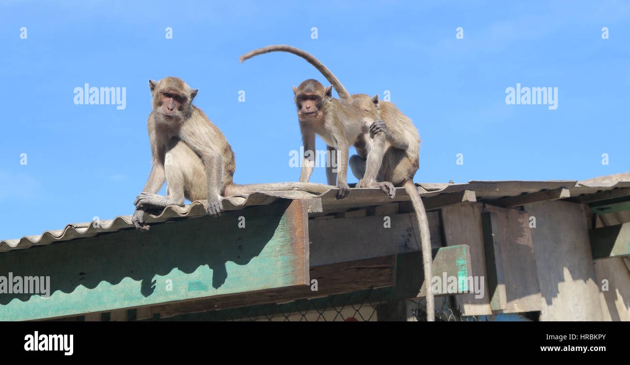 Monkeys sitting on roof hi-res stock photography and images - Alamy