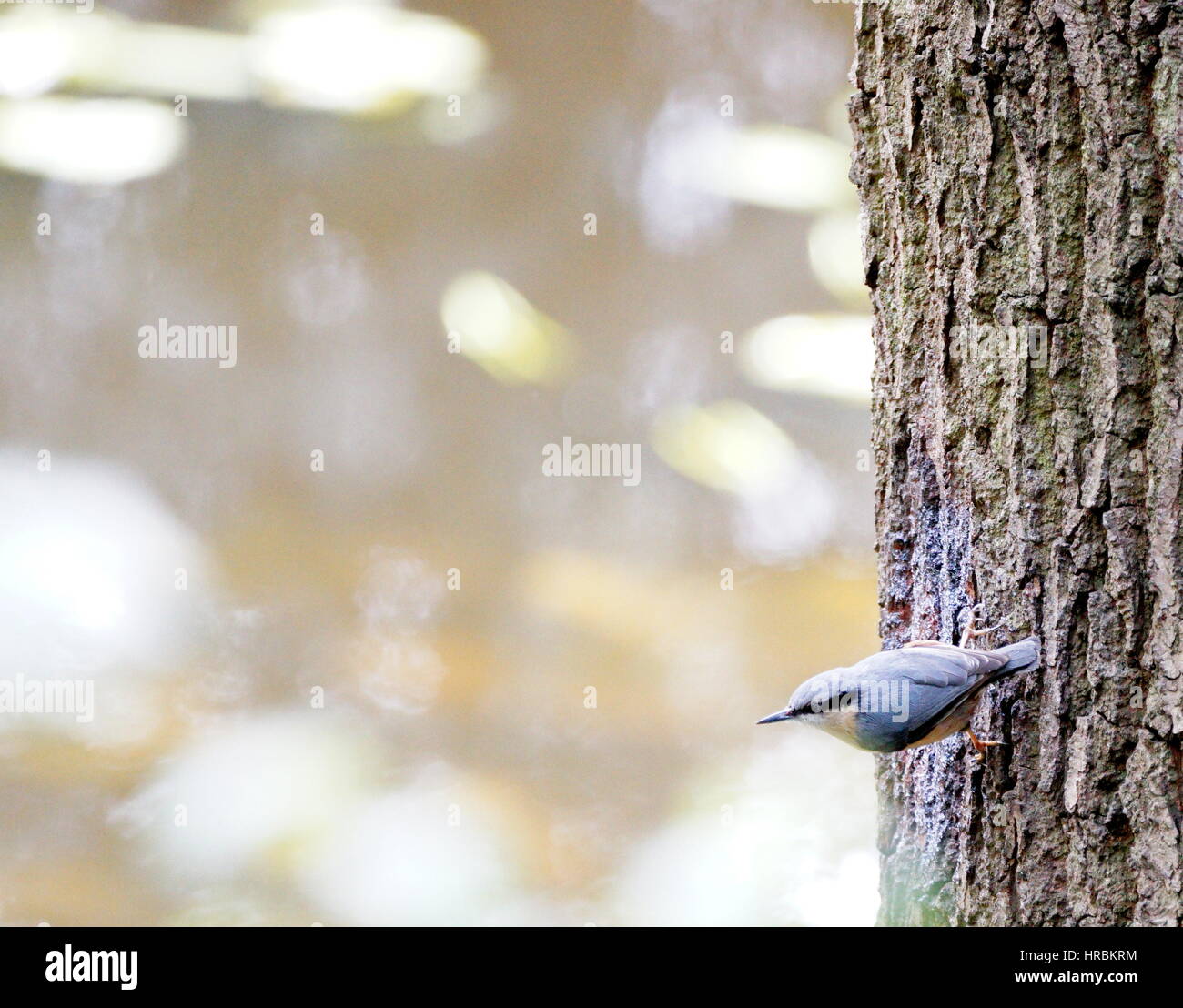 Nuthatch on tree Stock Photo - Alamy