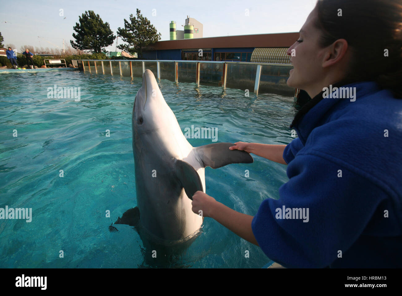 dolphines in zoo park Stock Photo - Alamy