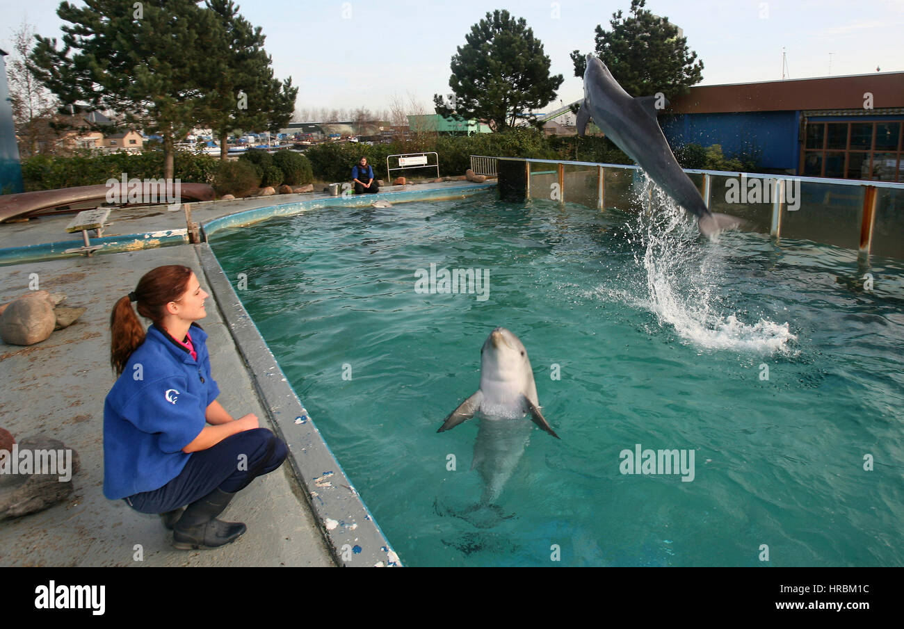 dolphines in zoo park Stock Photo - Alamy