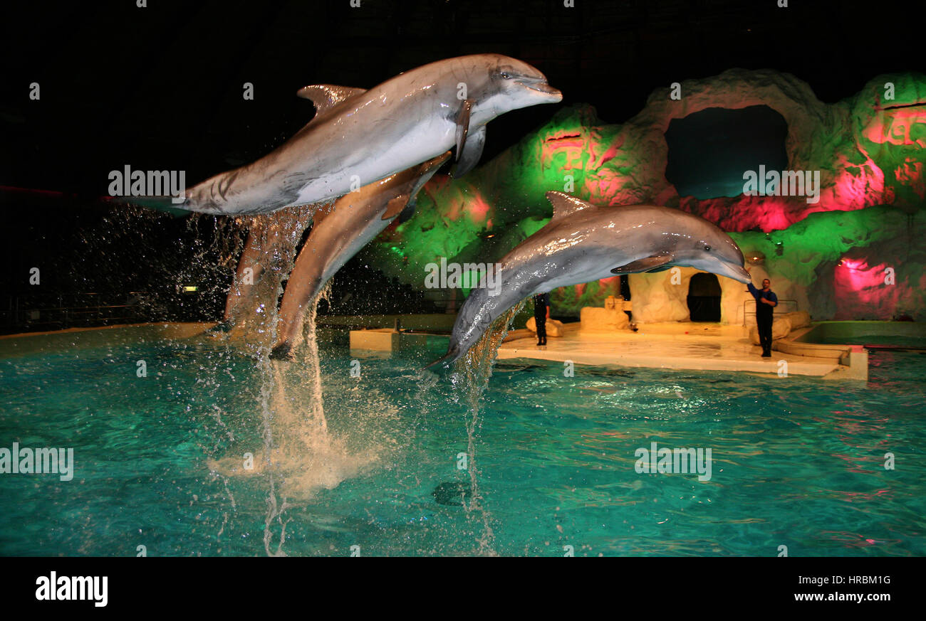 dolphines in zoo park Stock Photo - Alamy