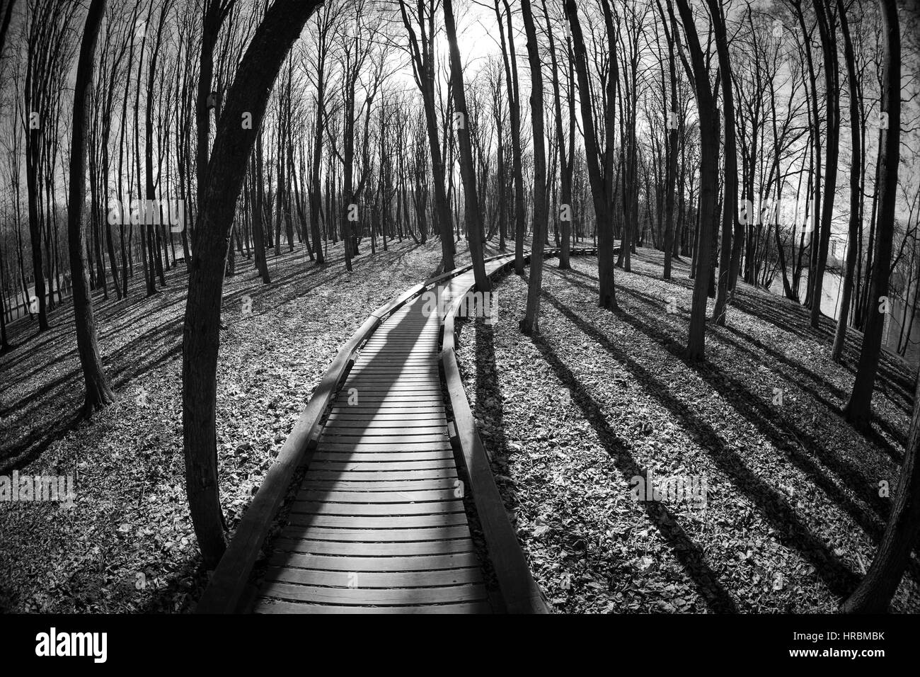 Wood road through wood. monochrome picture. fish eye Stock Photo - Alamy