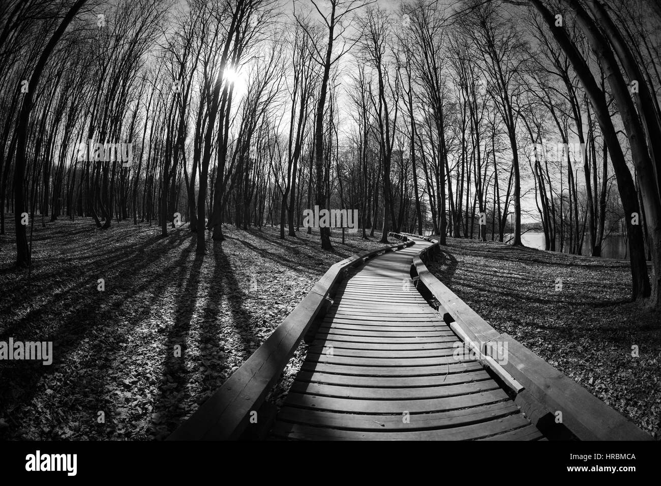 Wood road through wood. monochrome picture. fish eye Stock Photo - Alamy