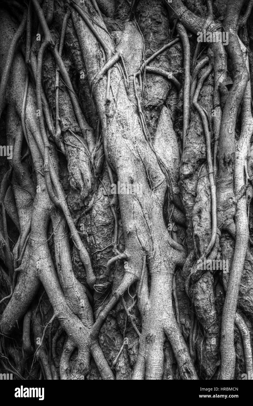 Roots intertwined Black and White Stock Photos & Images - Alamy