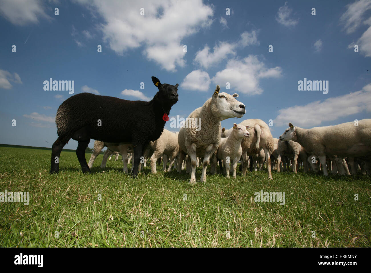 sheep-shearing in spring Stock Photo - Alamy