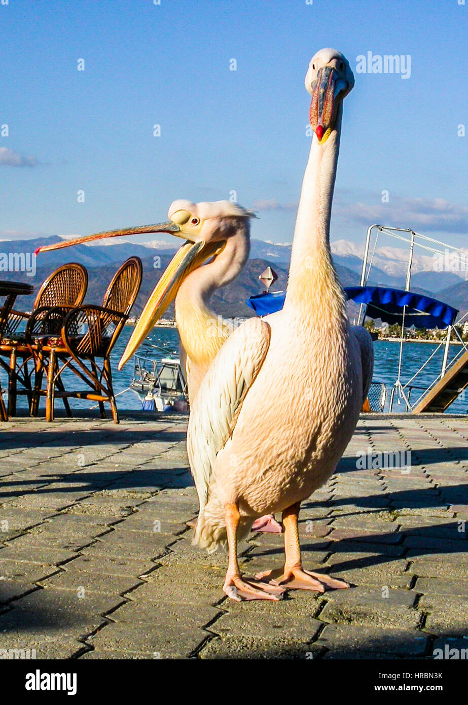 Pelikan hi-res stock photography and images - Alamy