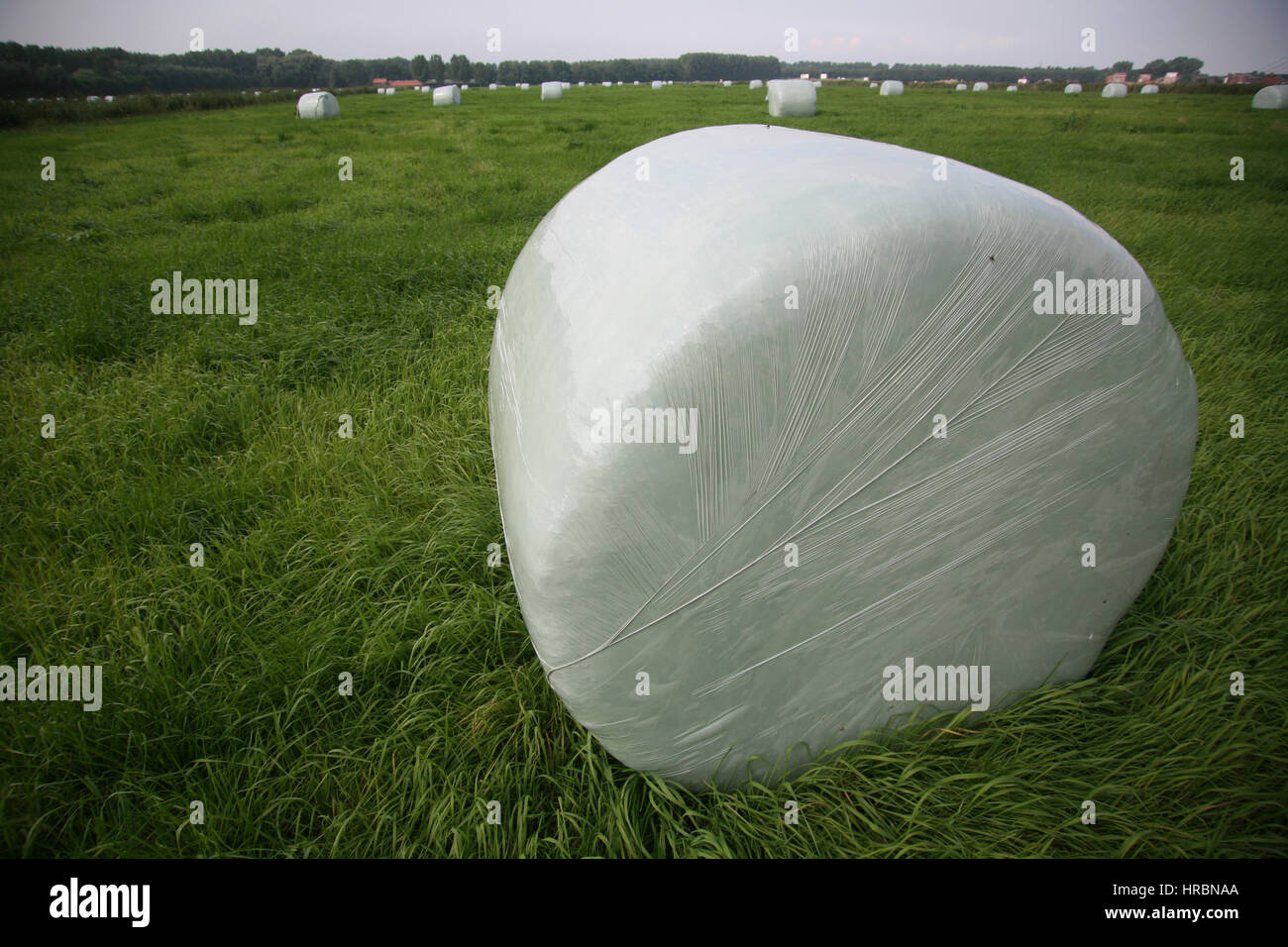 grass (hay) is cut and conserved under plastic Stock Photo - Alamy