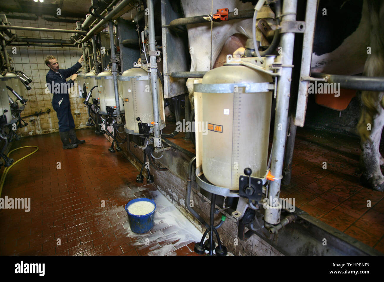 dairy farm in the netherlands Stock Photo - Alamy