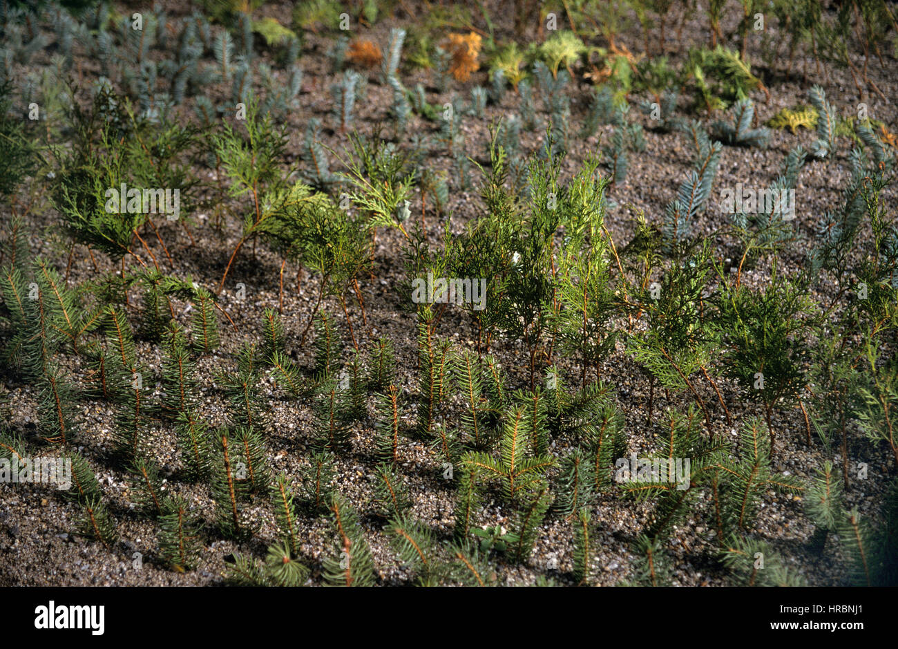 Tree nursery hi-res stock photography and images - Alamy