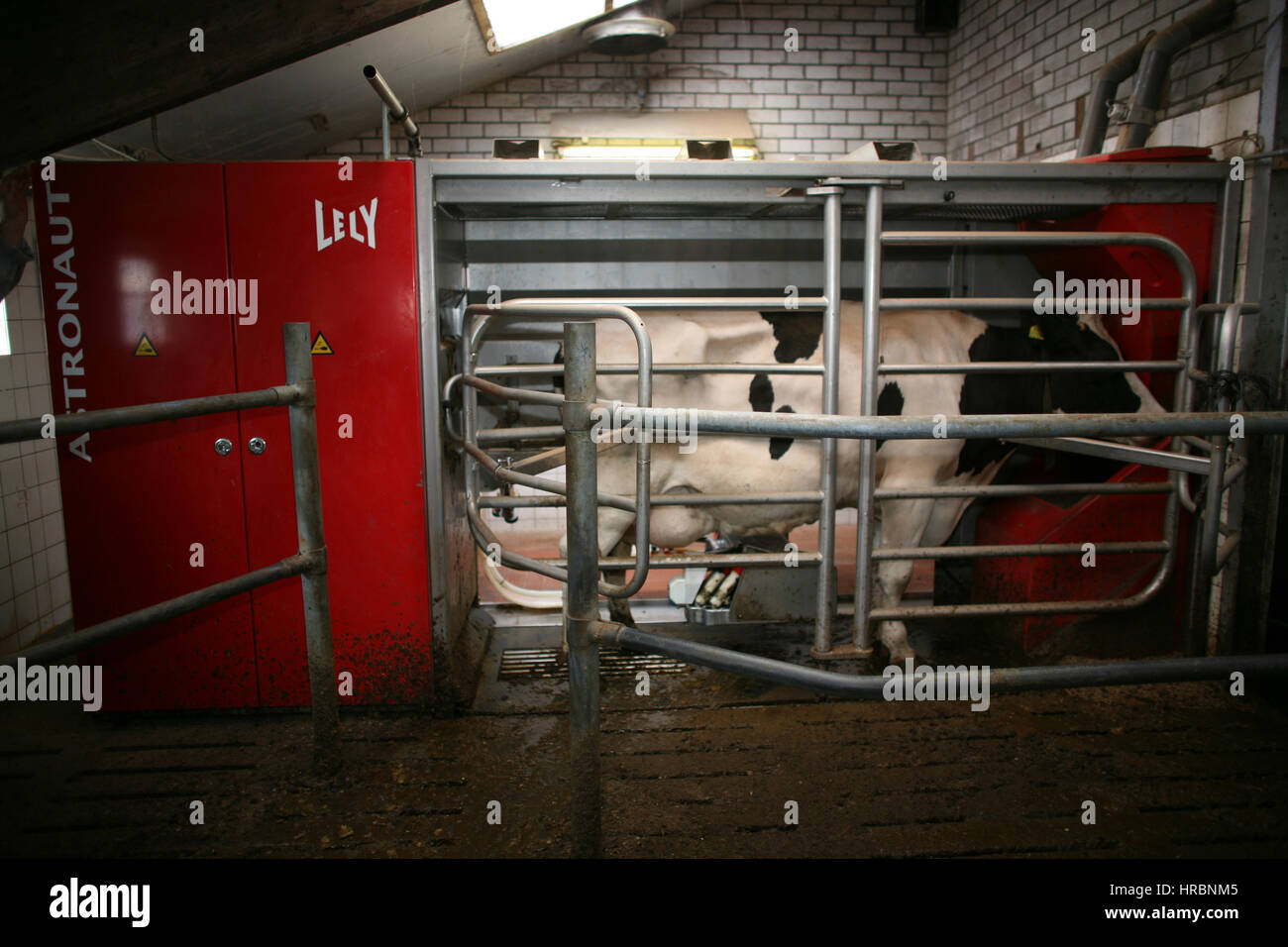 computer for milking cows at work Stock Photo - Alamy