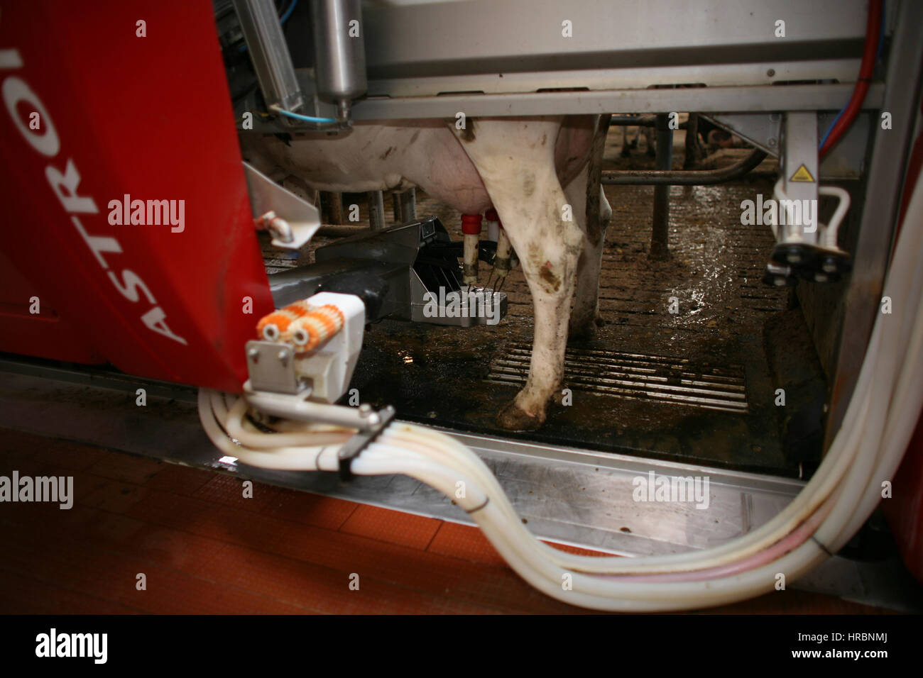 computer for milking cows at work Stock Photo - Alamy