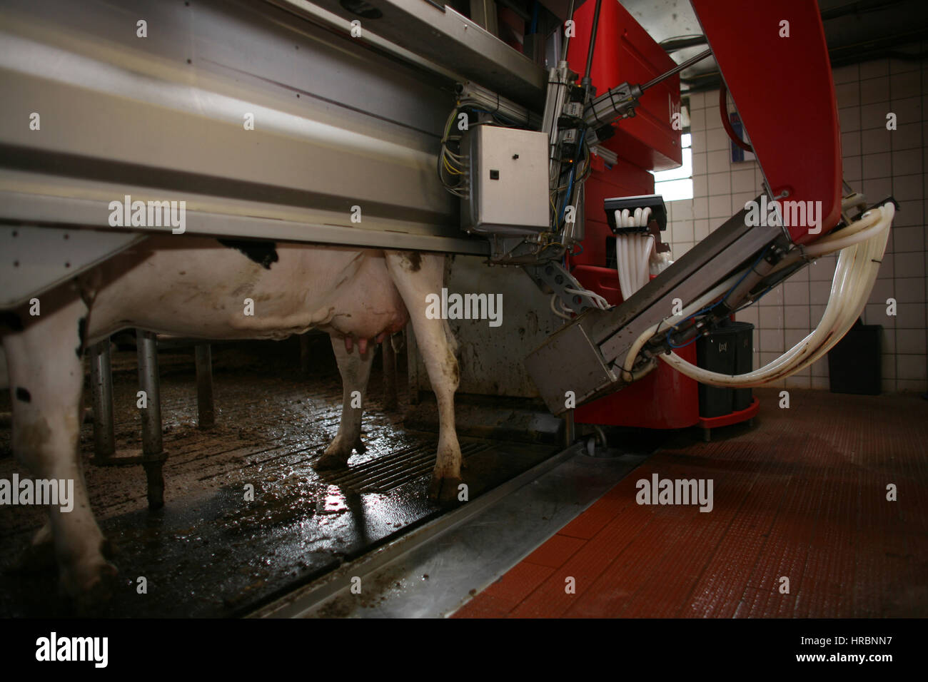 computer for milking cows at work Stock Photo - Alamy