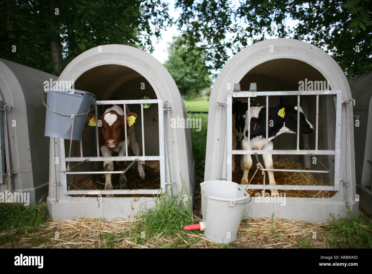 computer for milking cows at work Stock Photo - Alamy
