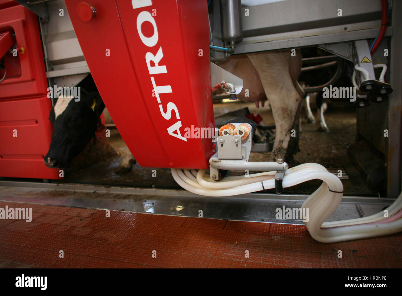 computer for milking cows at work Stock Photo - Alamy