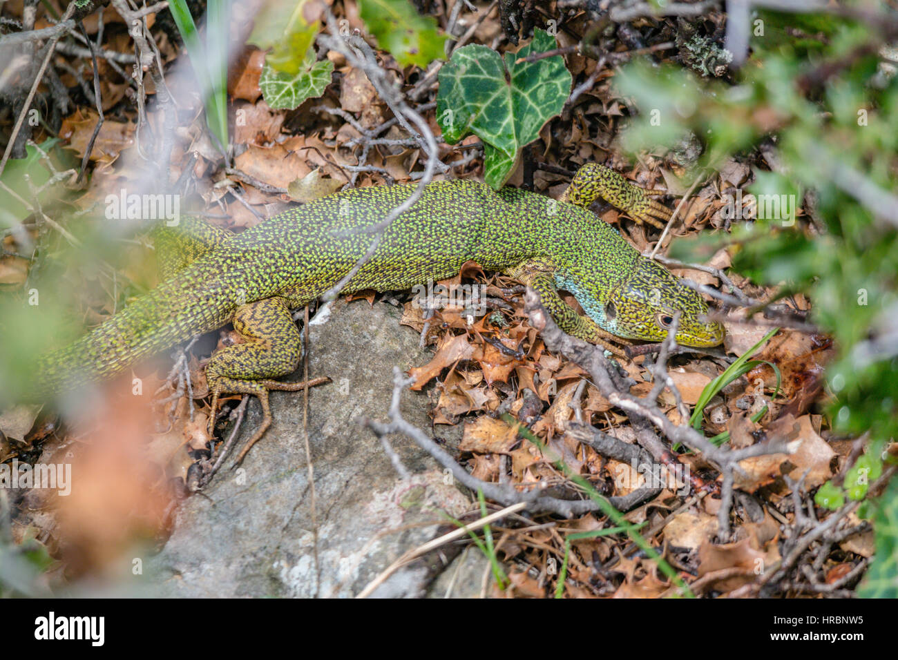 green black spotted lizard in the forest sunbathing. guneslenen yesil ...