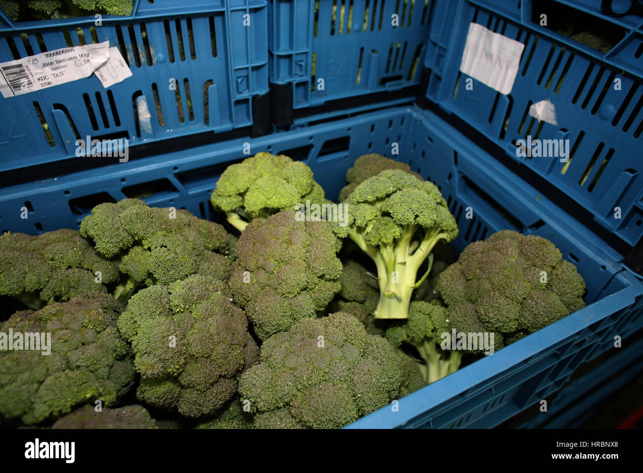 harvest of coliflowers Stock Photo - Alamy