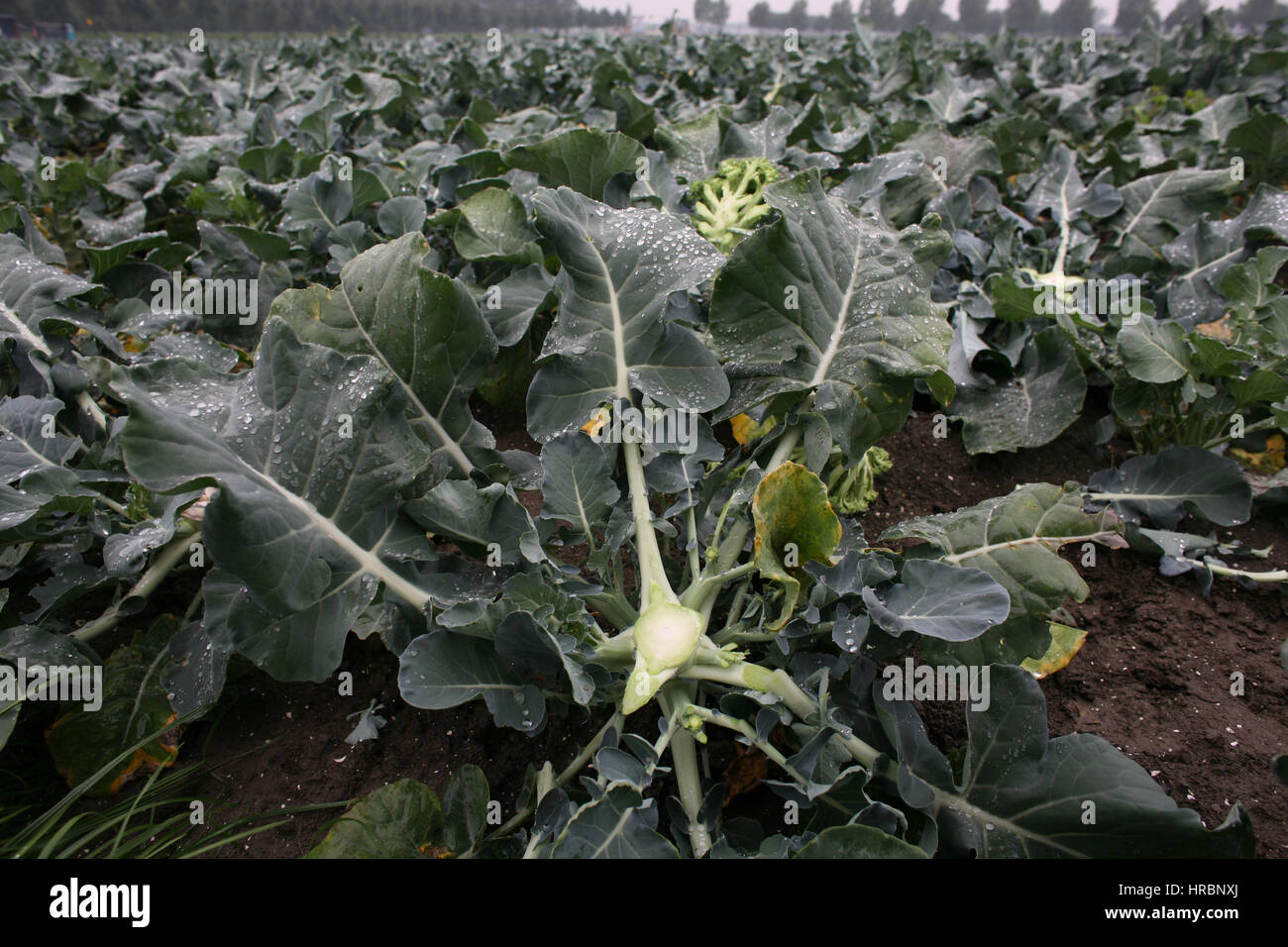 harvest of coliflowers Stock Photo - Alamy