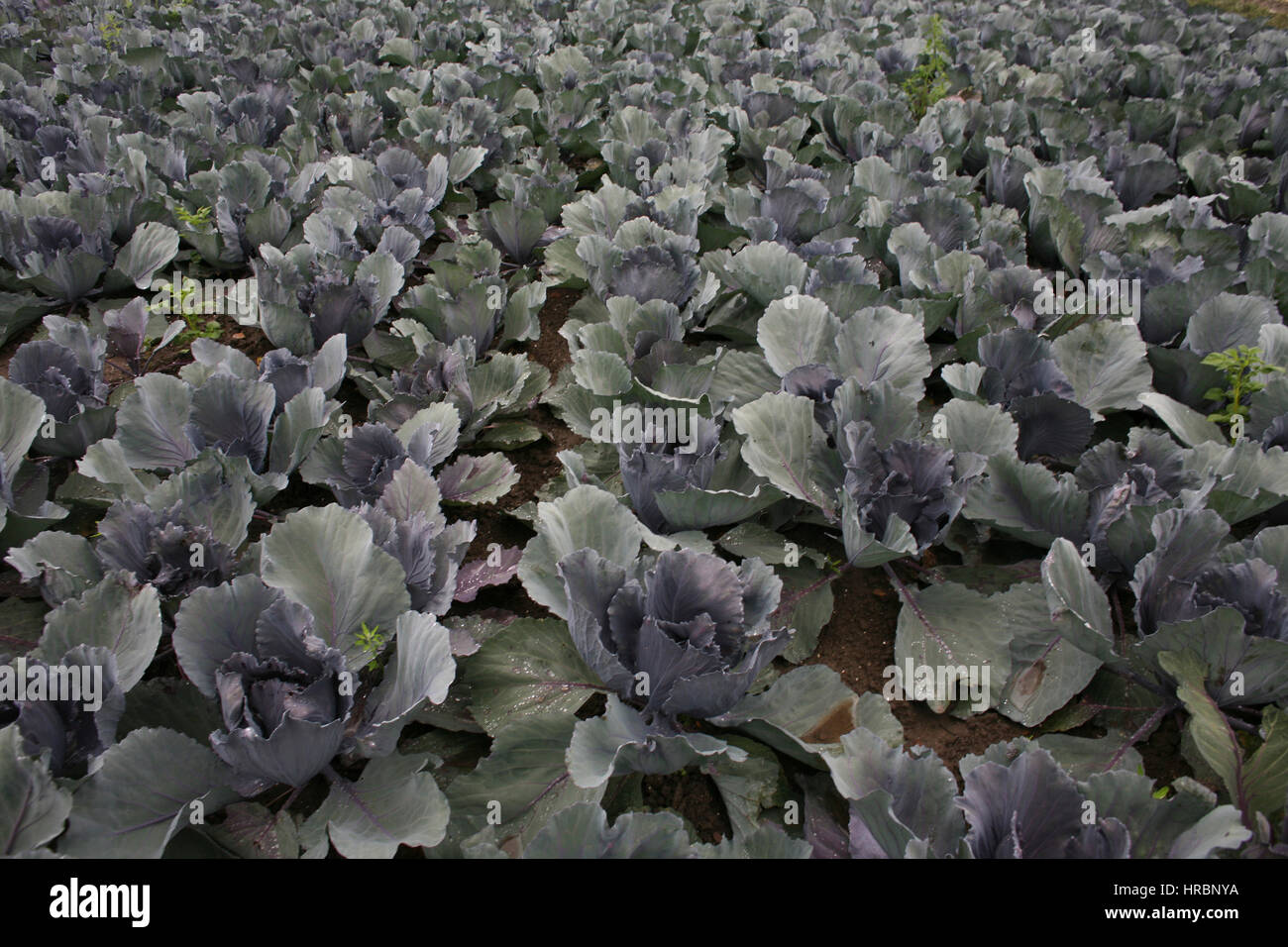 harvest of coliflowers Stock Photo - Alamy