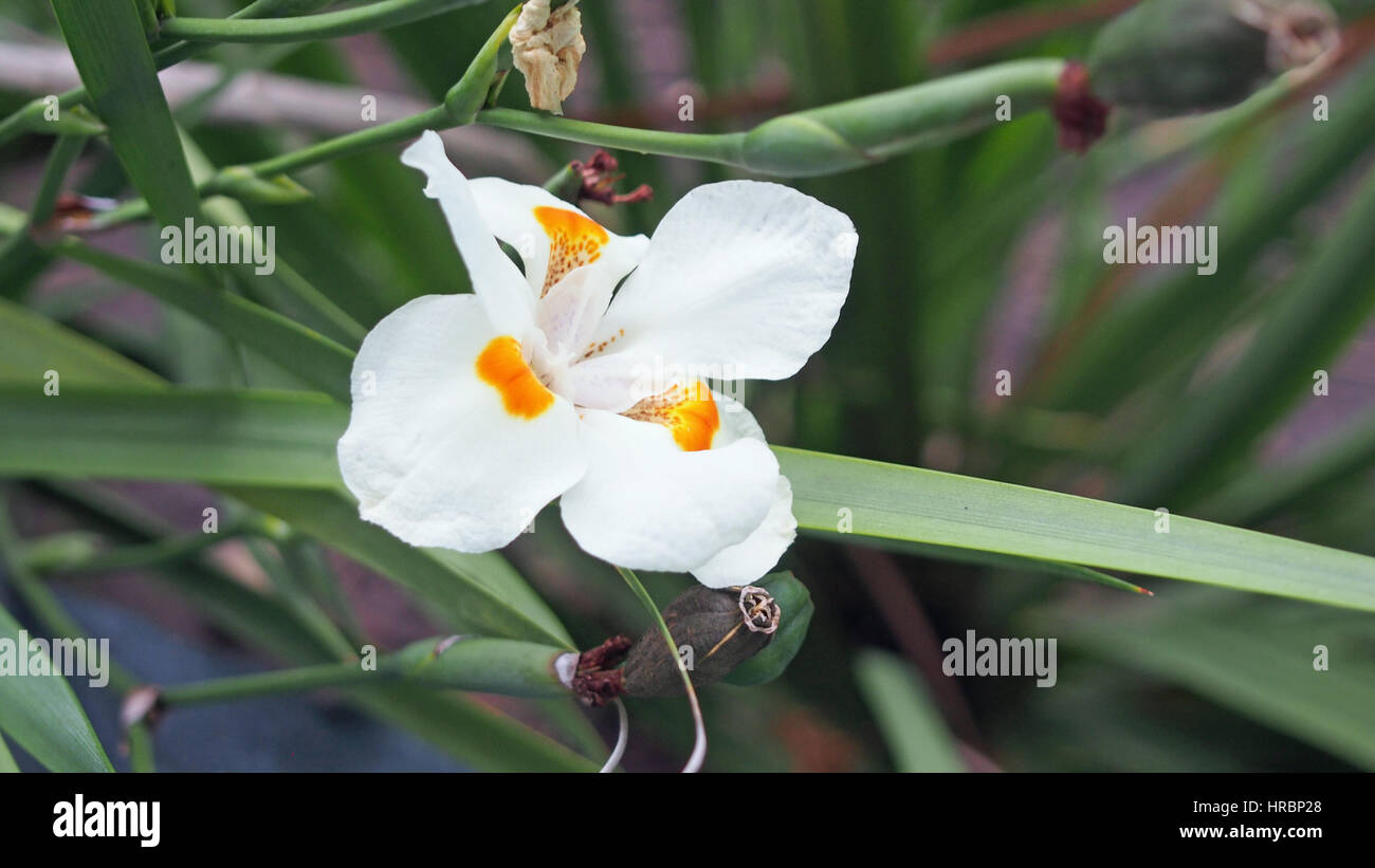 A beautiful flower growing in the dominican republik Stock Photo - Alamy