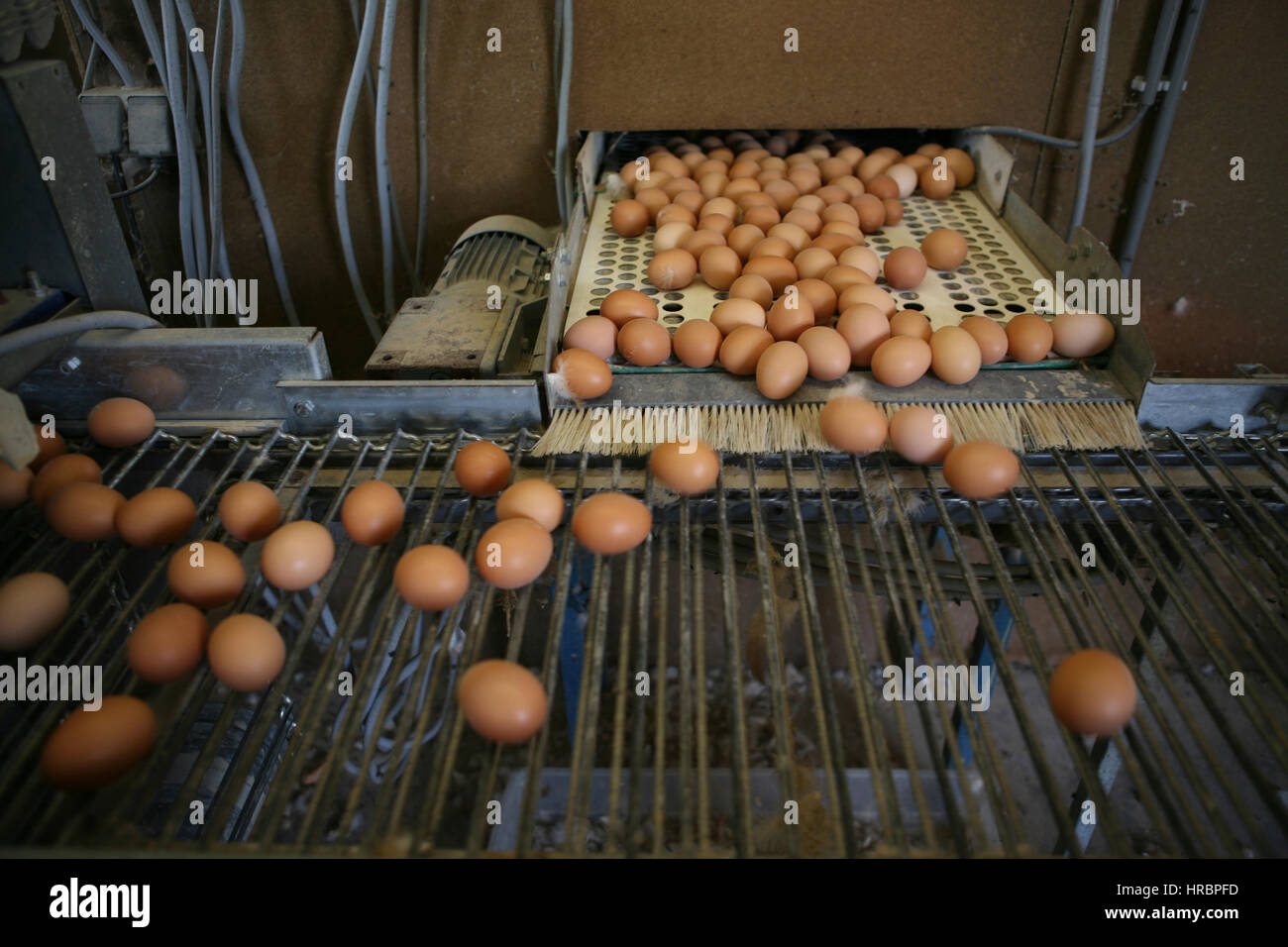 chicken are kept for egg production Stock Photo - Alamy