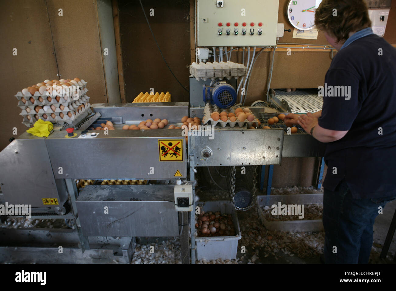 chicken are kept for egg production Stock Photo - Alamy