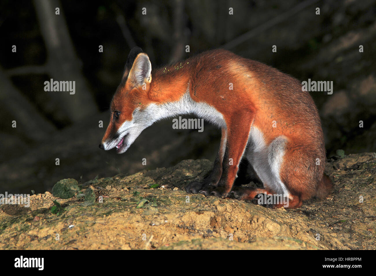 red fox vulpes vulpes Stock Photo - Alamy