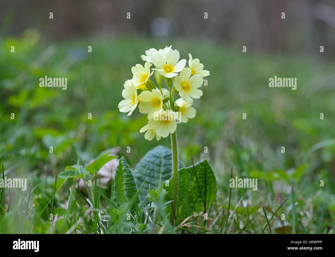 True cowslip hi-res stock photography and images - Alamy