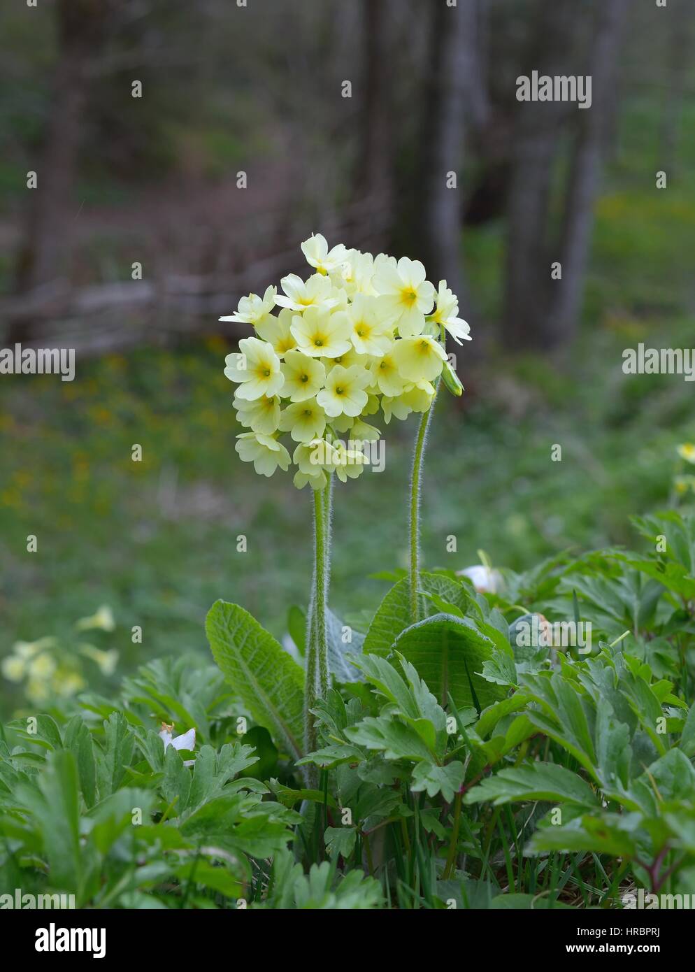 Cowslip (Primula veris Stock Photo - Alamy