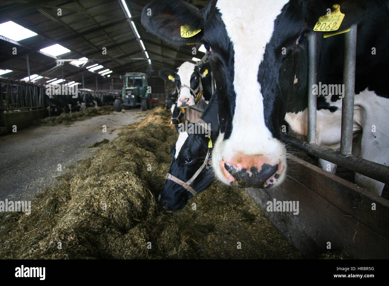 dairy farm in the netherlands Stock Photo - Alamy