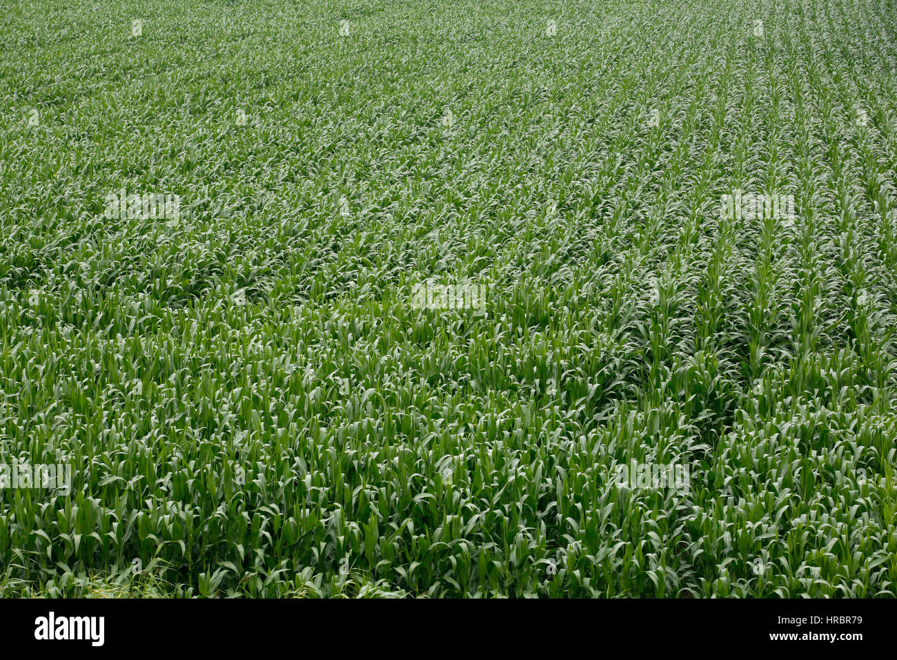 Maize production hi-res stock photography and images - Alamy