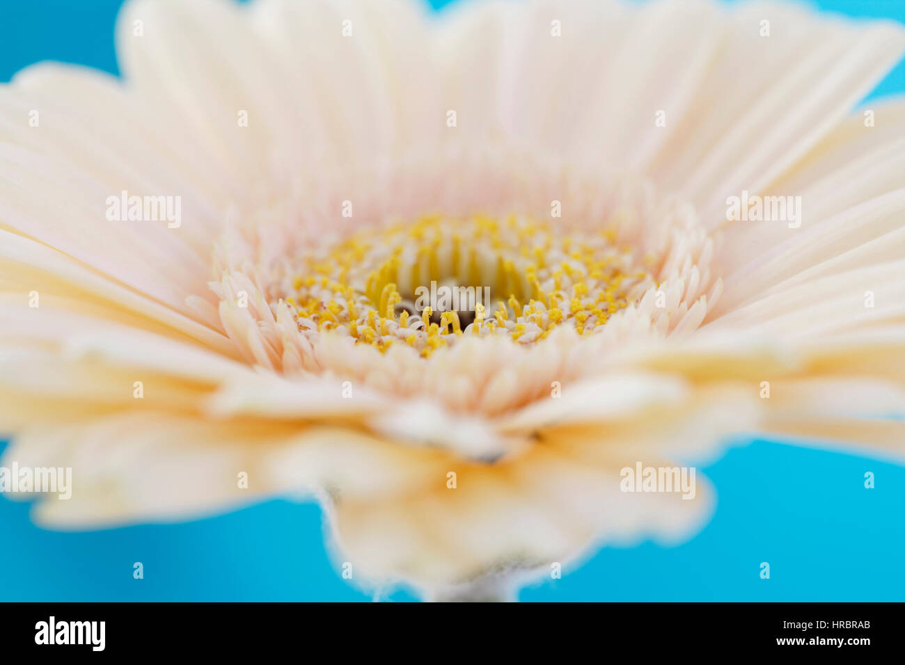 cream gerbera close up, ethereal, nature's beauty Jane Ann Butler ...
