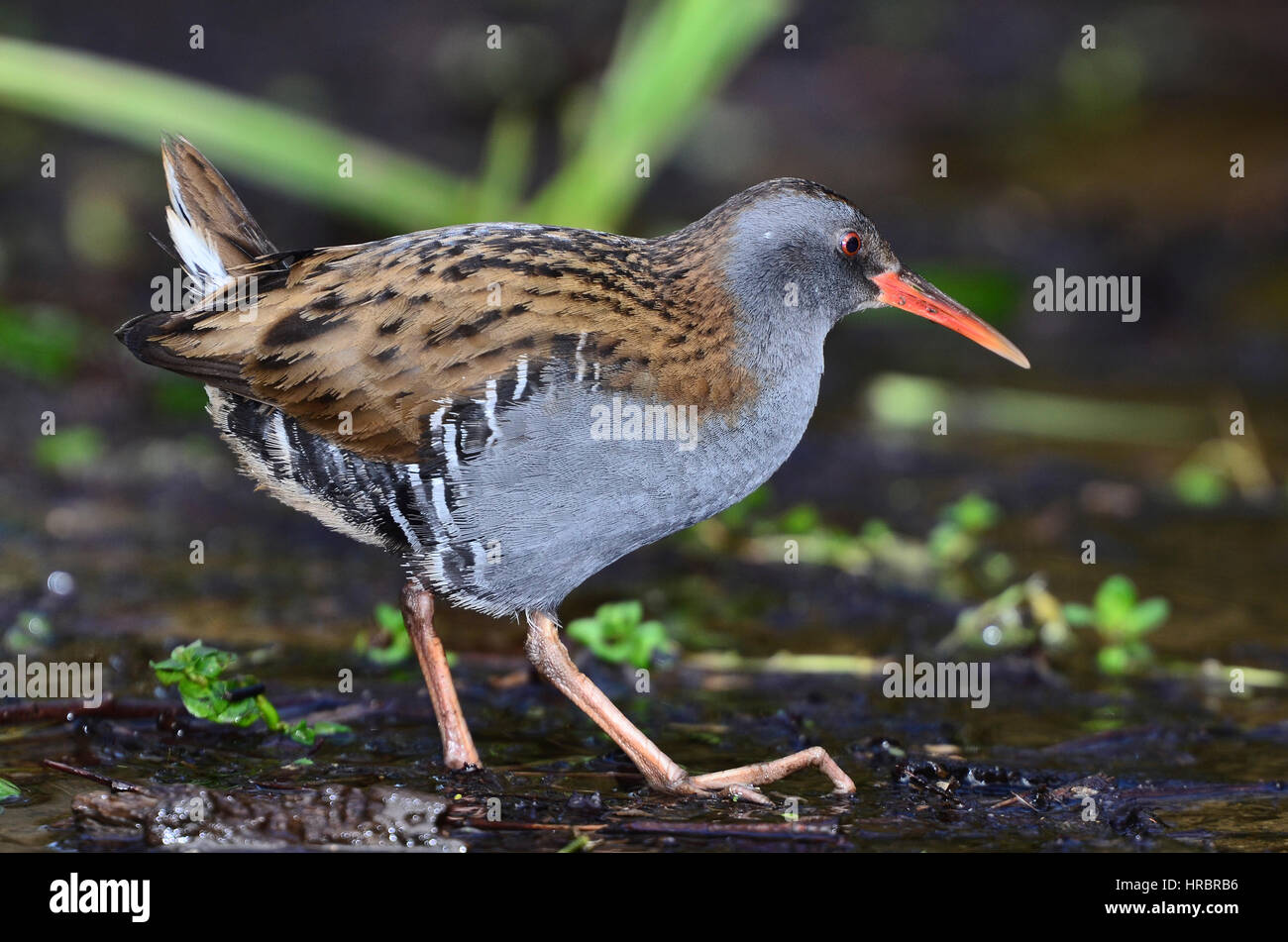 water rail rallus aquaticus Stock Photo - Alamy