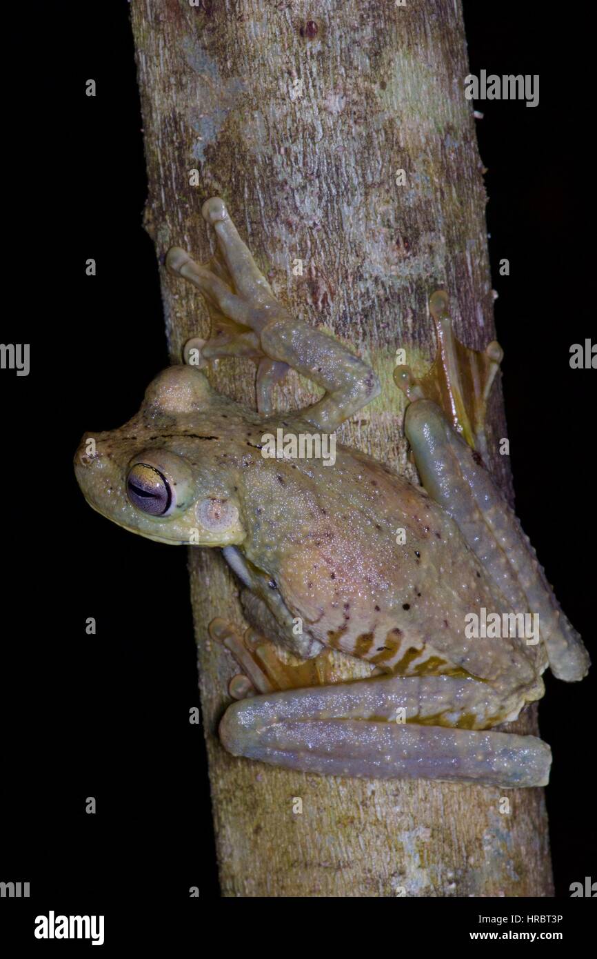 Gladiator tree frog hi-res stock photography and images - Alamy