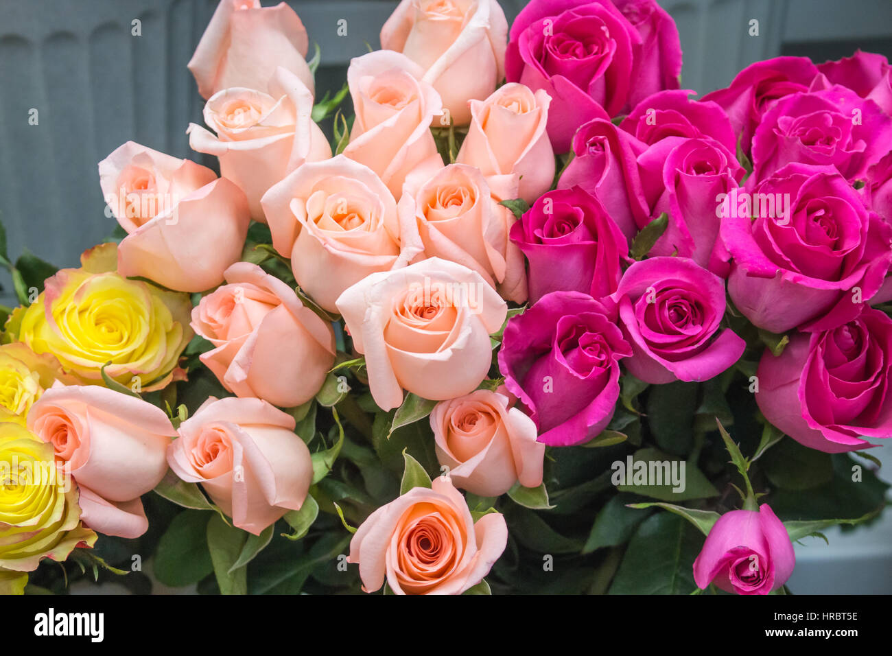 Bunch of fresh big pink red tea rose closeup magic Stock Photo - Alamy
