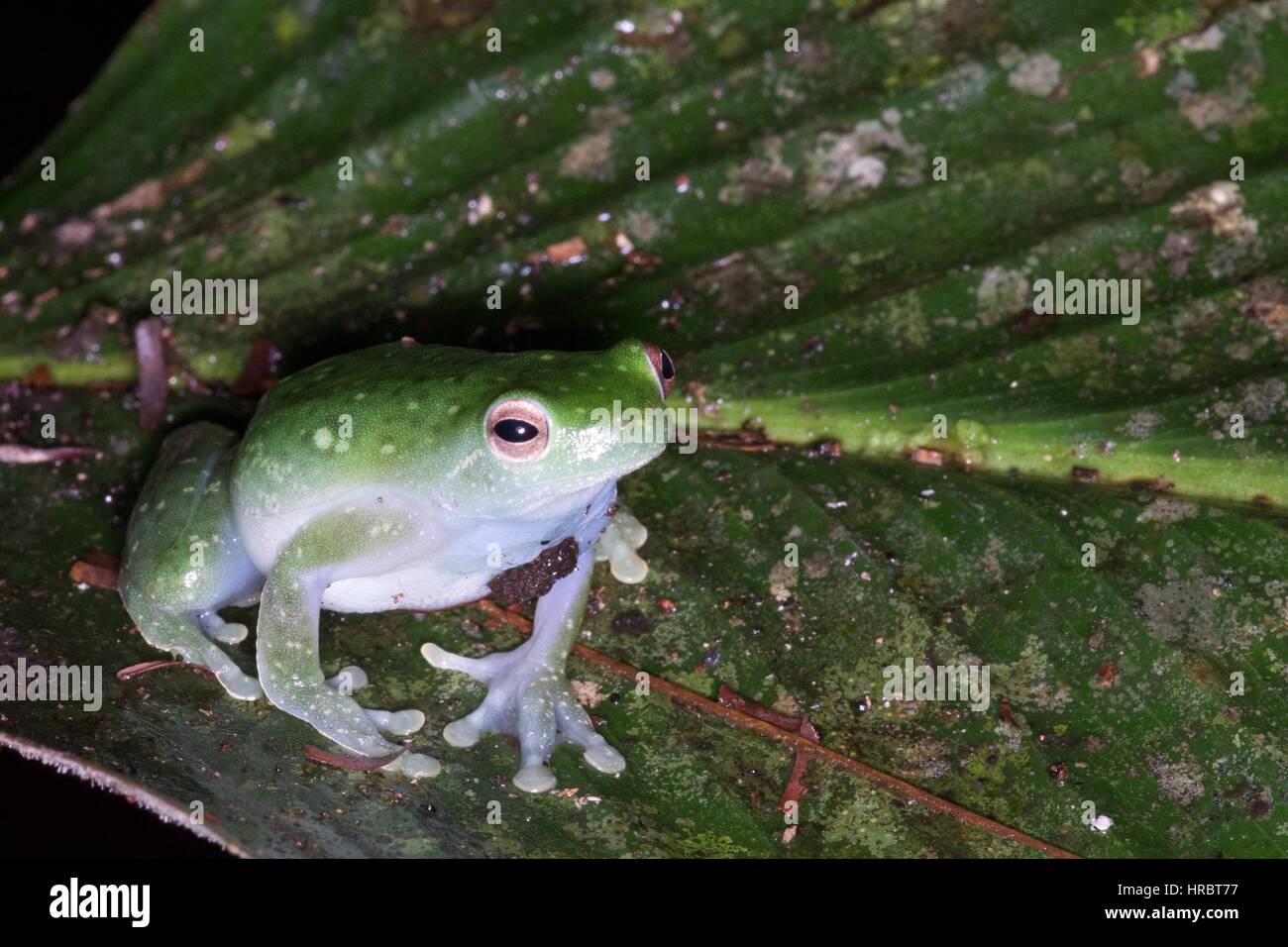 Lime green frog hi-res stock photography and images - Alamy