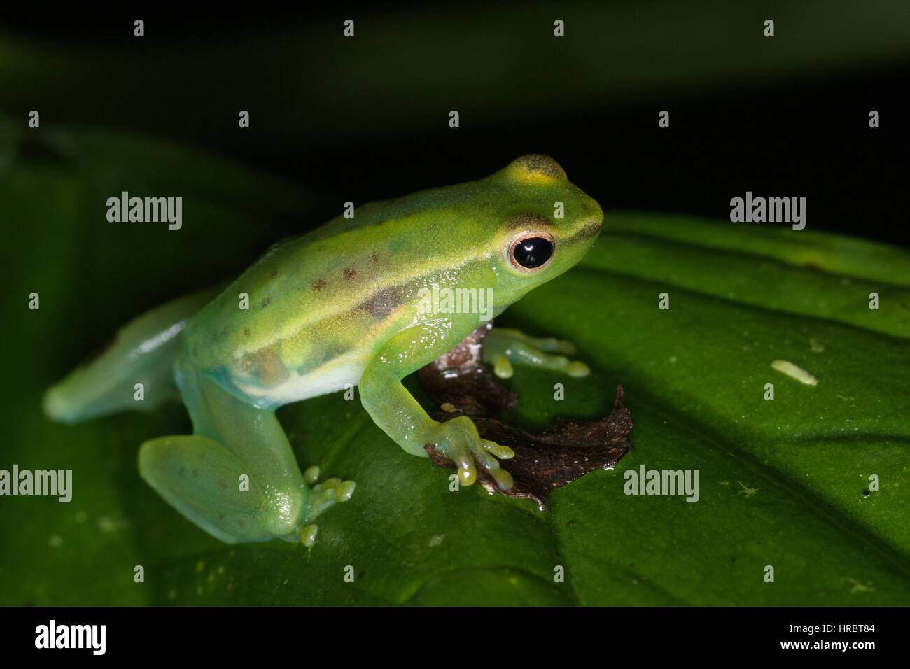A small green Pygmy Hatchet-faced Treefrog on a leaf at night in the ...
