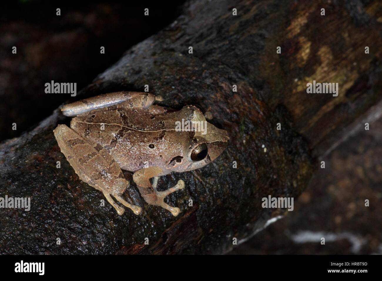 Carabaya robber frog hi-res stock photography and images - Alamy