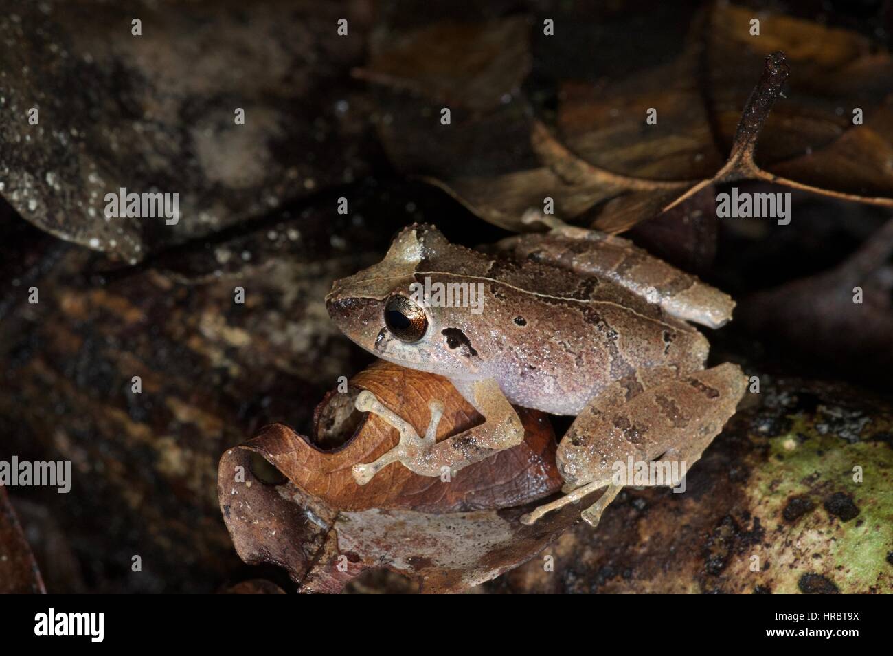 A Carabaya Rain Frog (Pristimantis ockendeni) in the Amazon rainforest ...